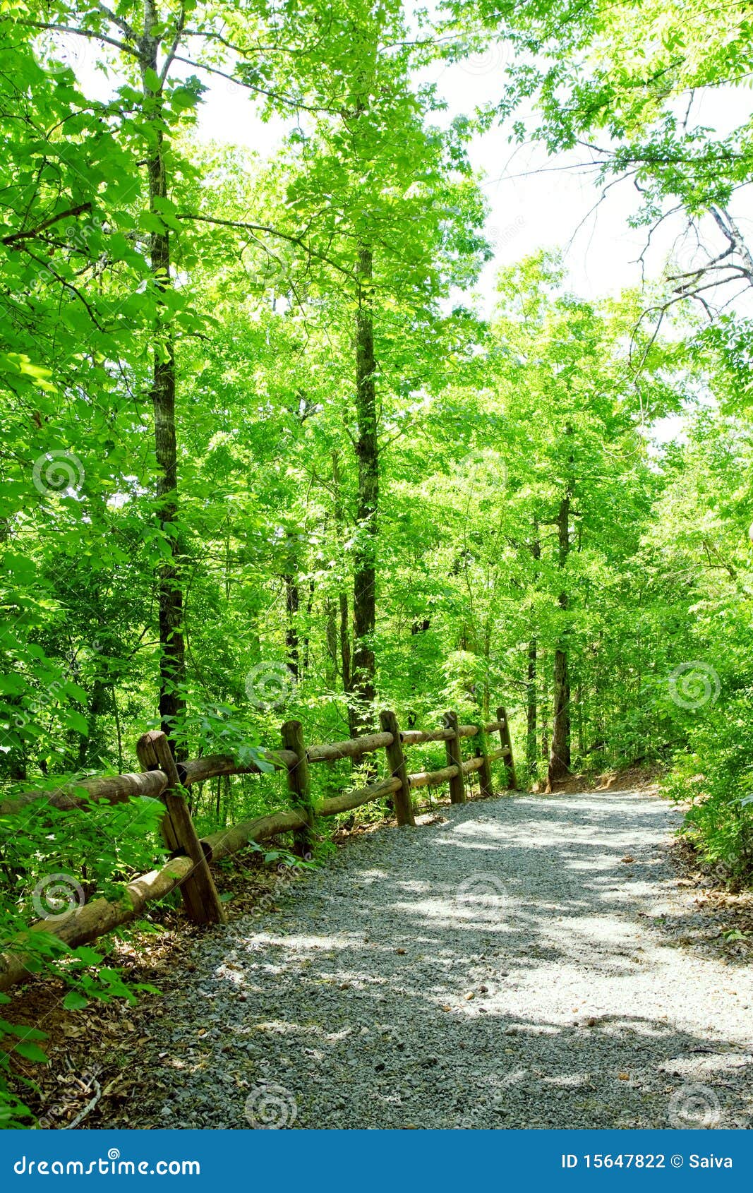 Path in green forest stock photo. Image of landscape - 15647822