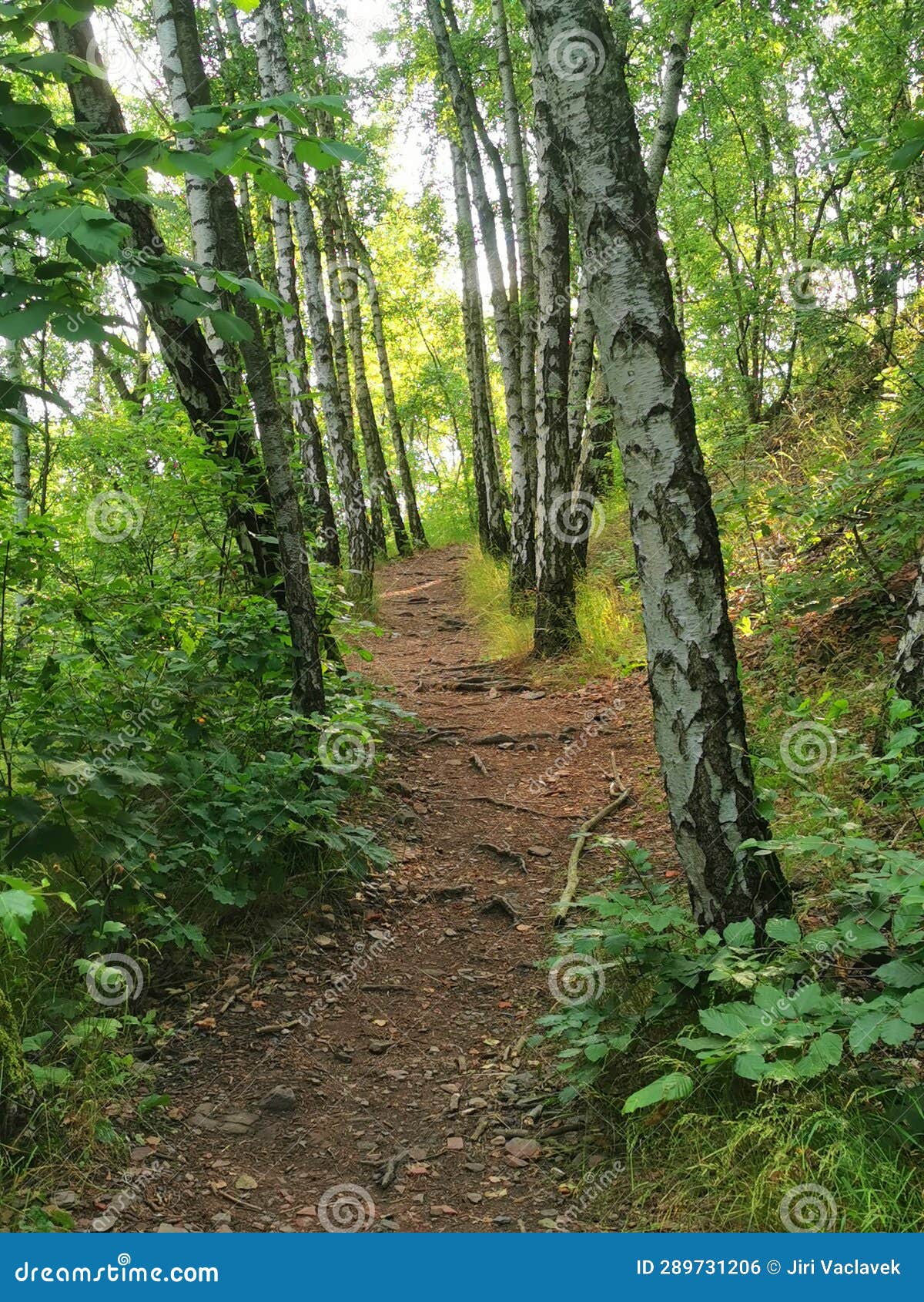 Path in the green forest stock photo. Image of natural - 289731206