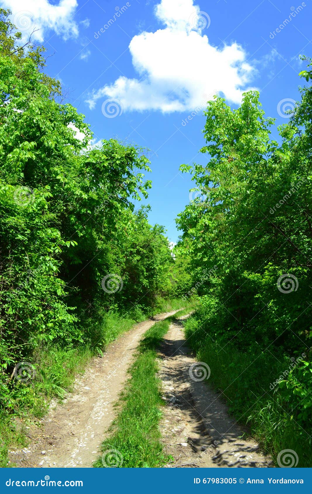 Path in green forest stock image. Image of country, adventure - 67983005