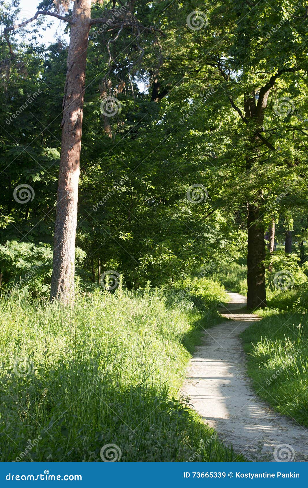 Path in the green forest stock image. Image of trees - 73665339