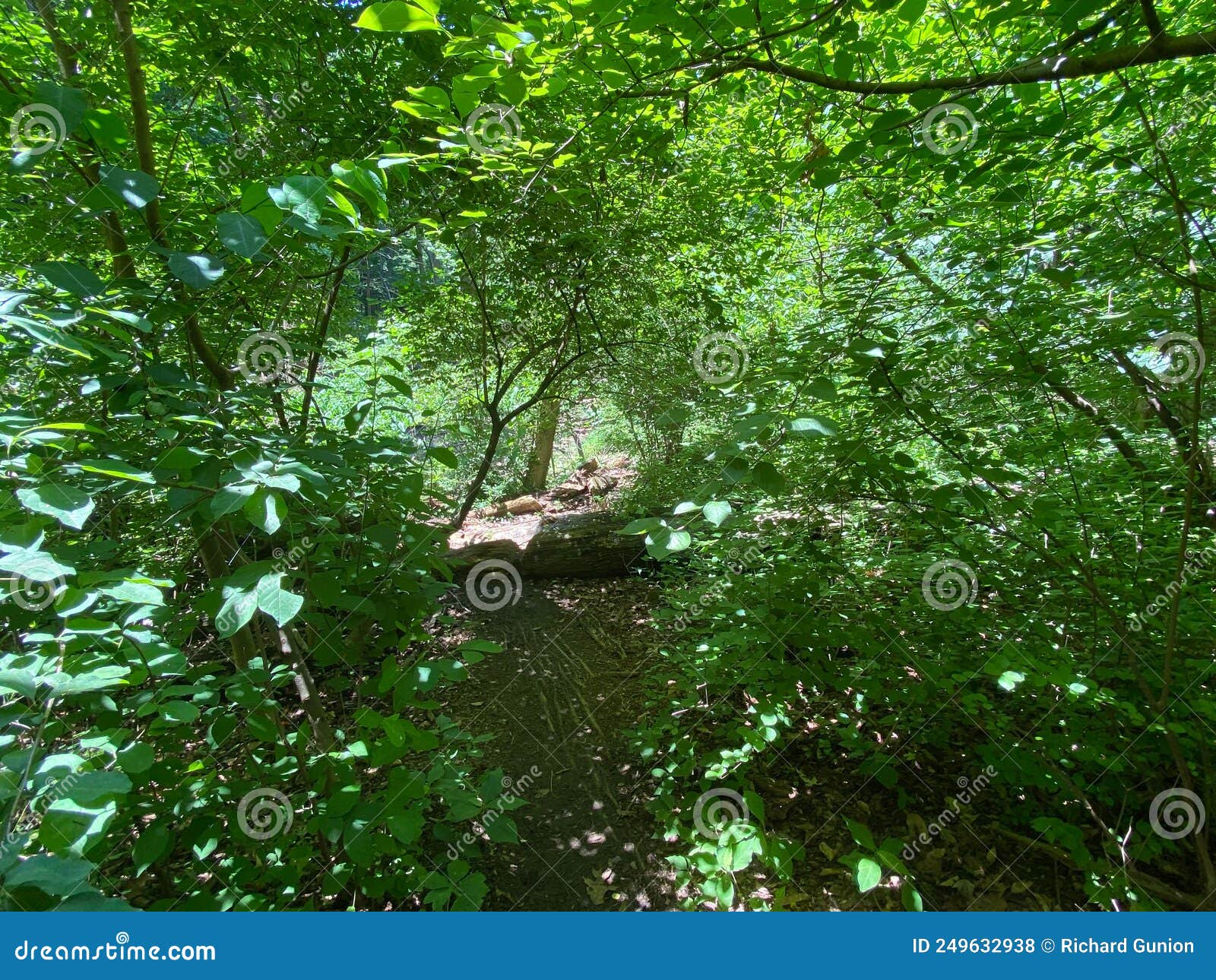 Path through the Green Forest in June Stock Photo - Image of forest ...