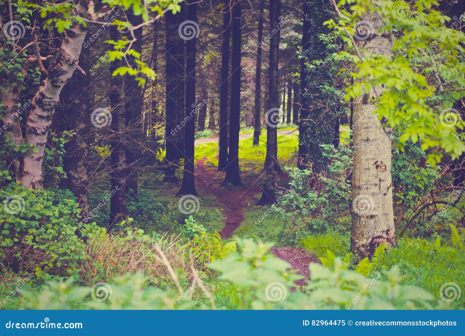 Path Through Green Forest Picture. Image: 82964475