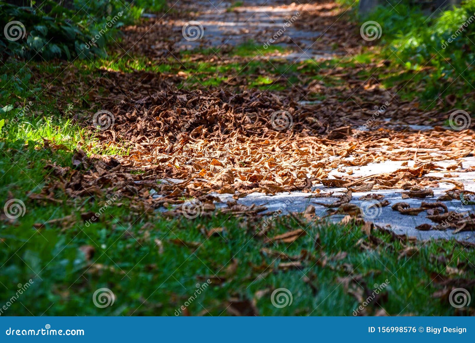 Path through the Green Forest. Nature Background Stock Photo - Image of ...