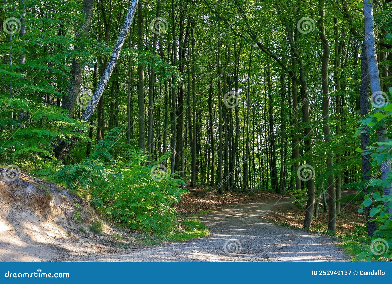 Path through the Green Forest Stock Image - Image of scene, trail ...