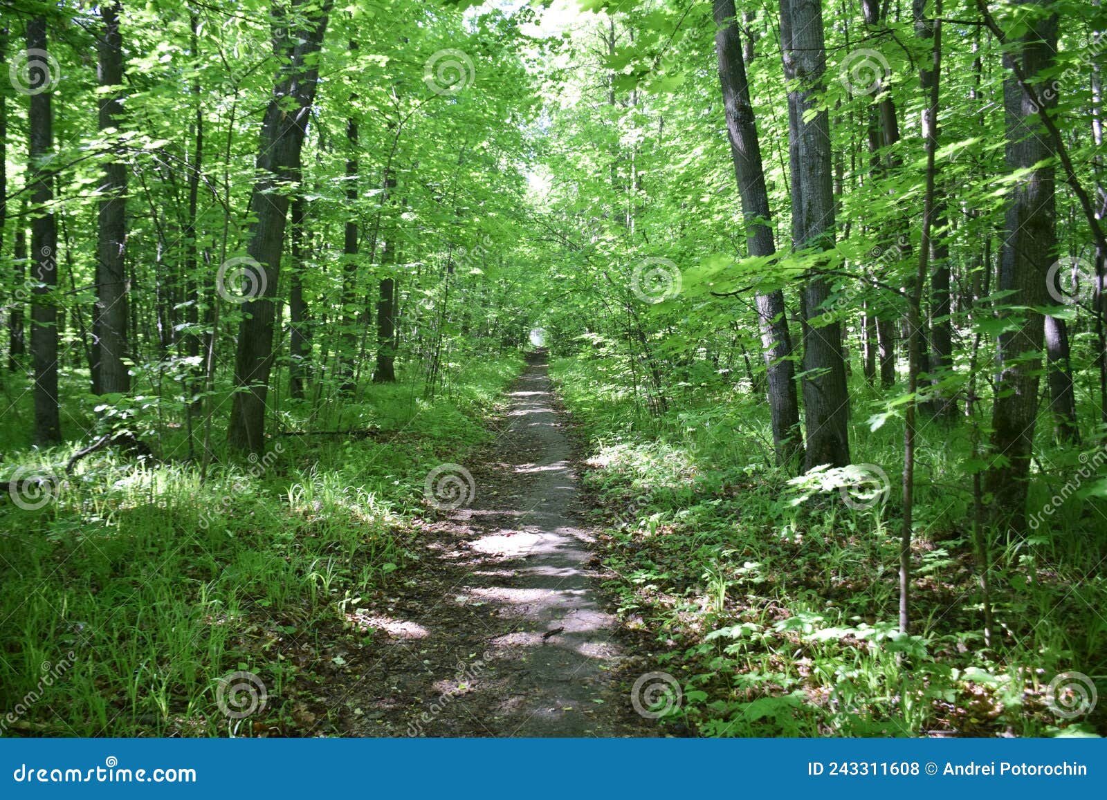 A path in a green forest stock photo. Image of tree - 243311608