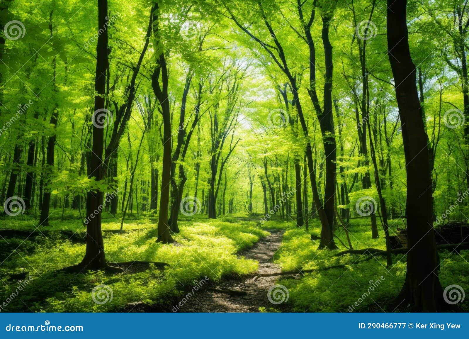 Path through a Green Forest with Tall Trees Stock Illustration ...