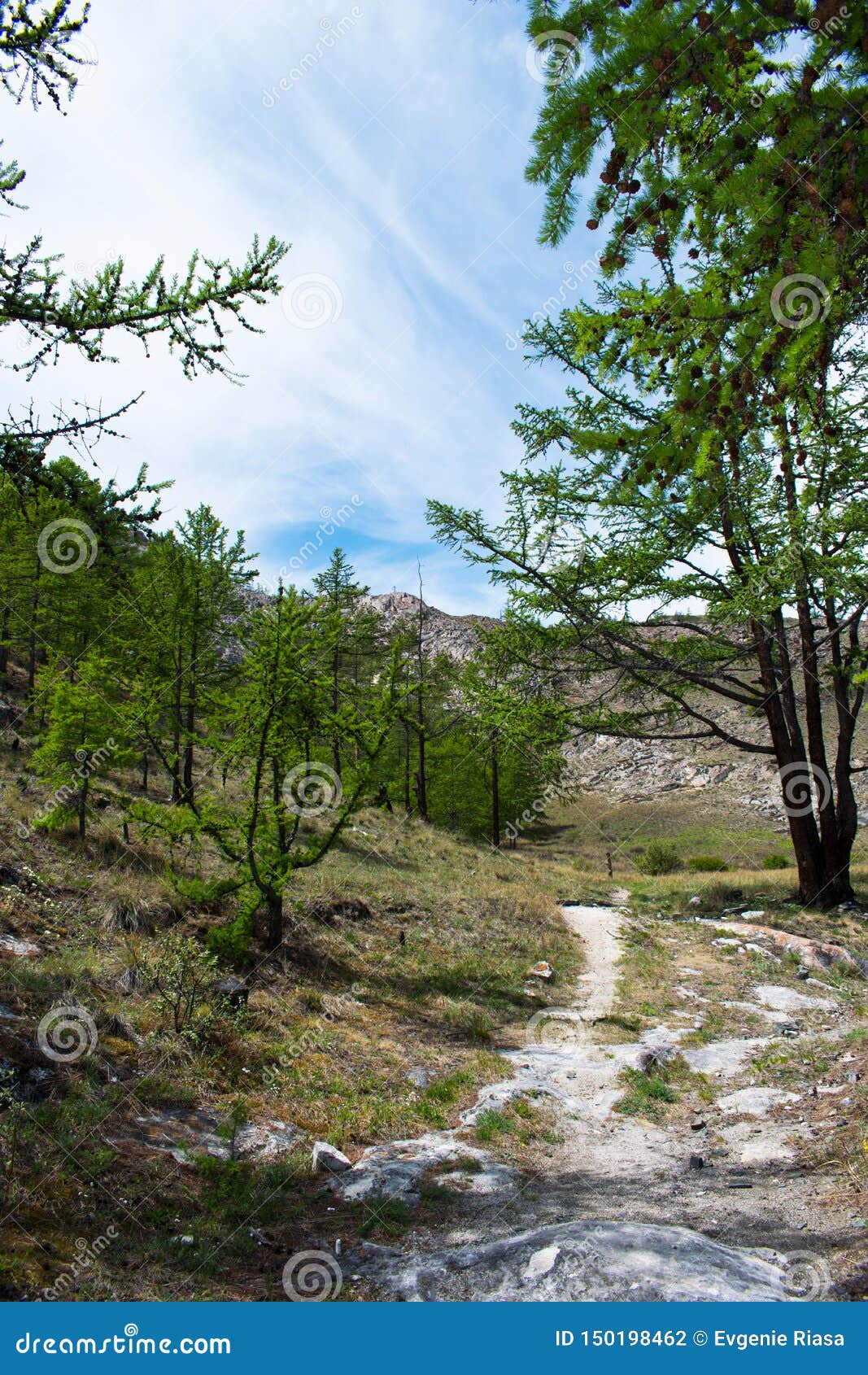 Path in the Green Forest with Trees and Mountains Ahead Stock Photo ...