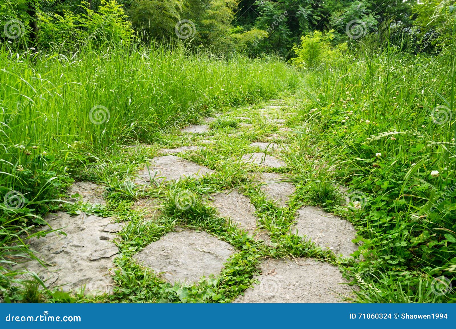 Path in green grass stock photo. Image of park, grass - 71060324