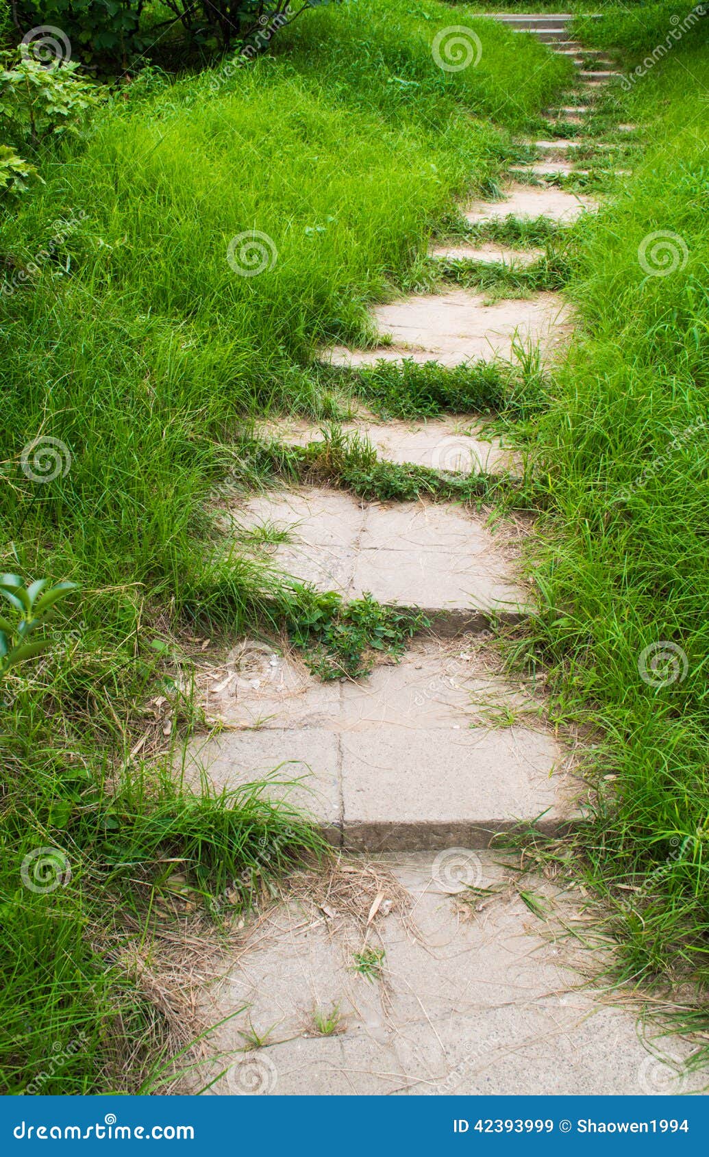 The path and green grass stock image. Image of campus - 42393999