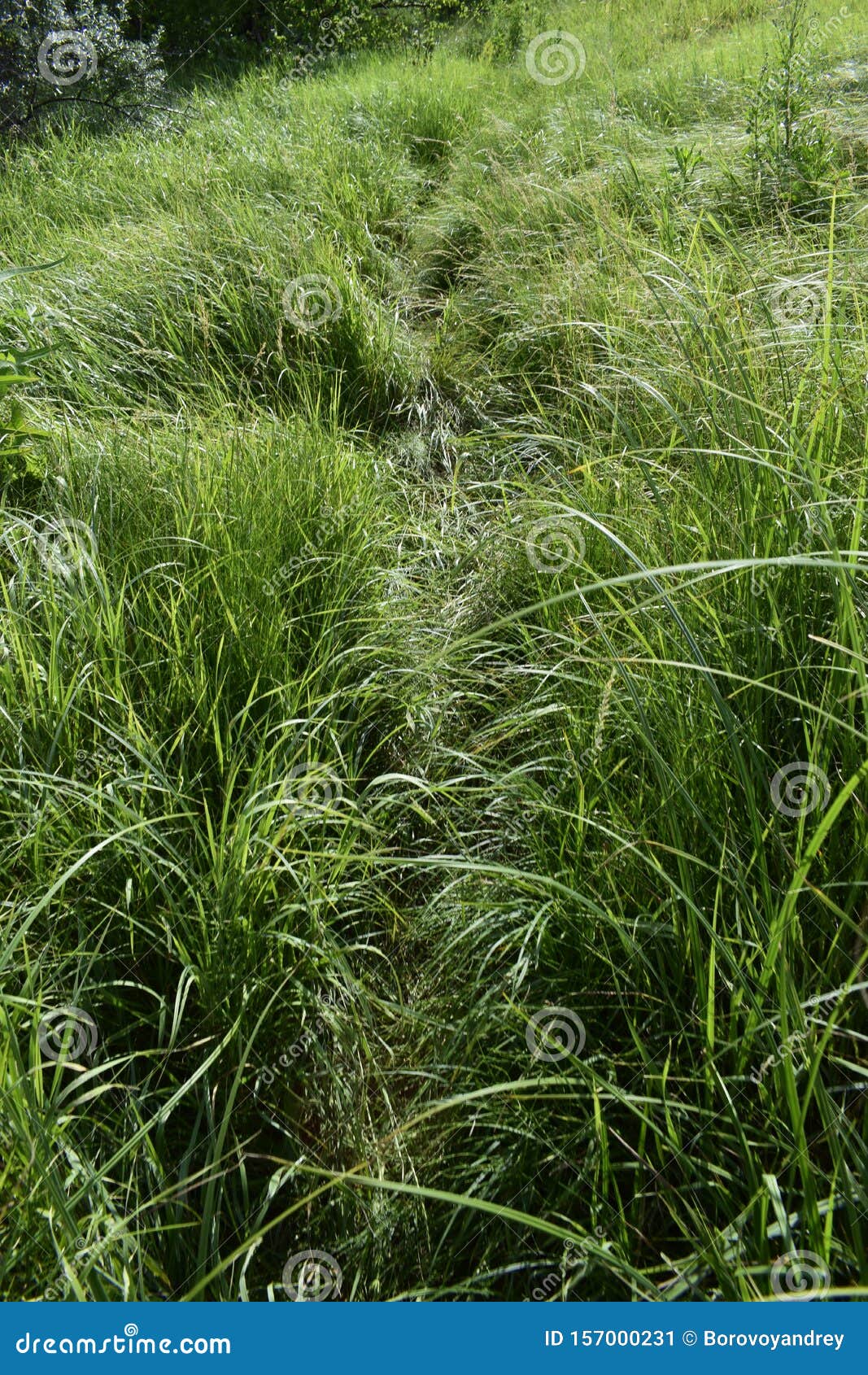 Path in the green grass stock image. Image of curved - 157000231