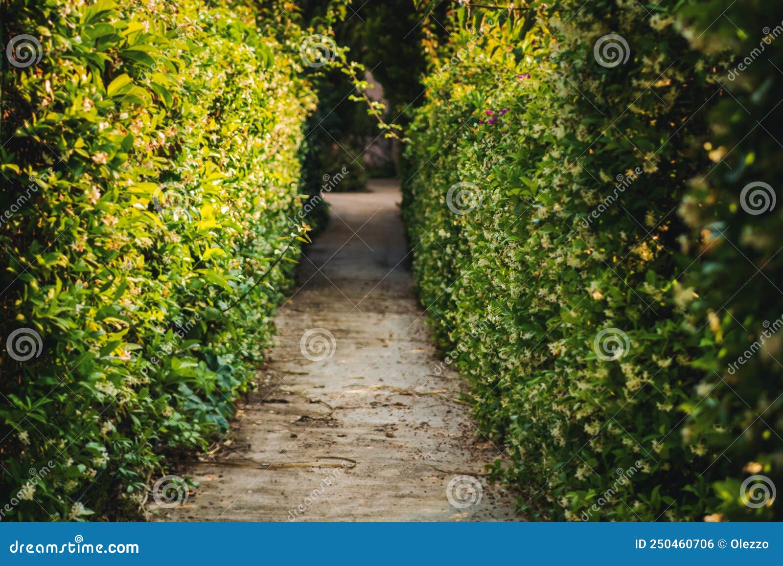 Path through a Green Hedge. Dense Trimmed Green Plants Stock Photo ...