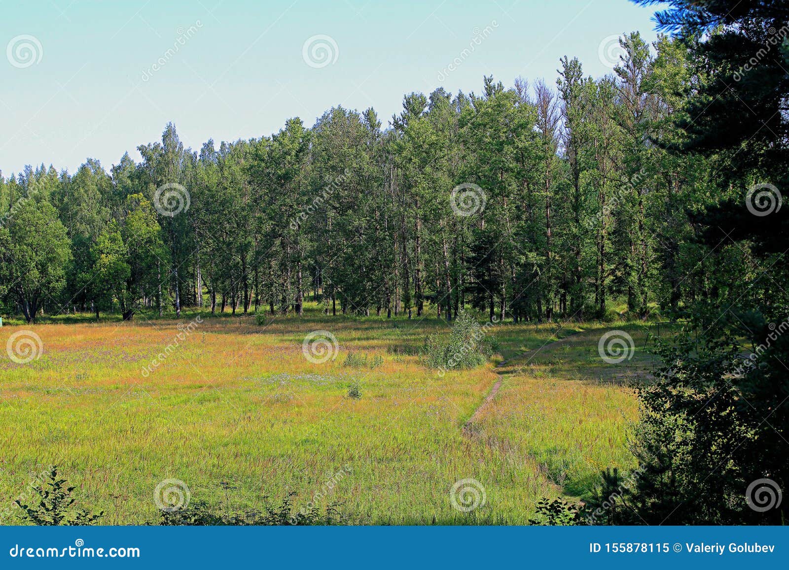 Path through Green Meadow in the Forest Stock Image - Image of path ...