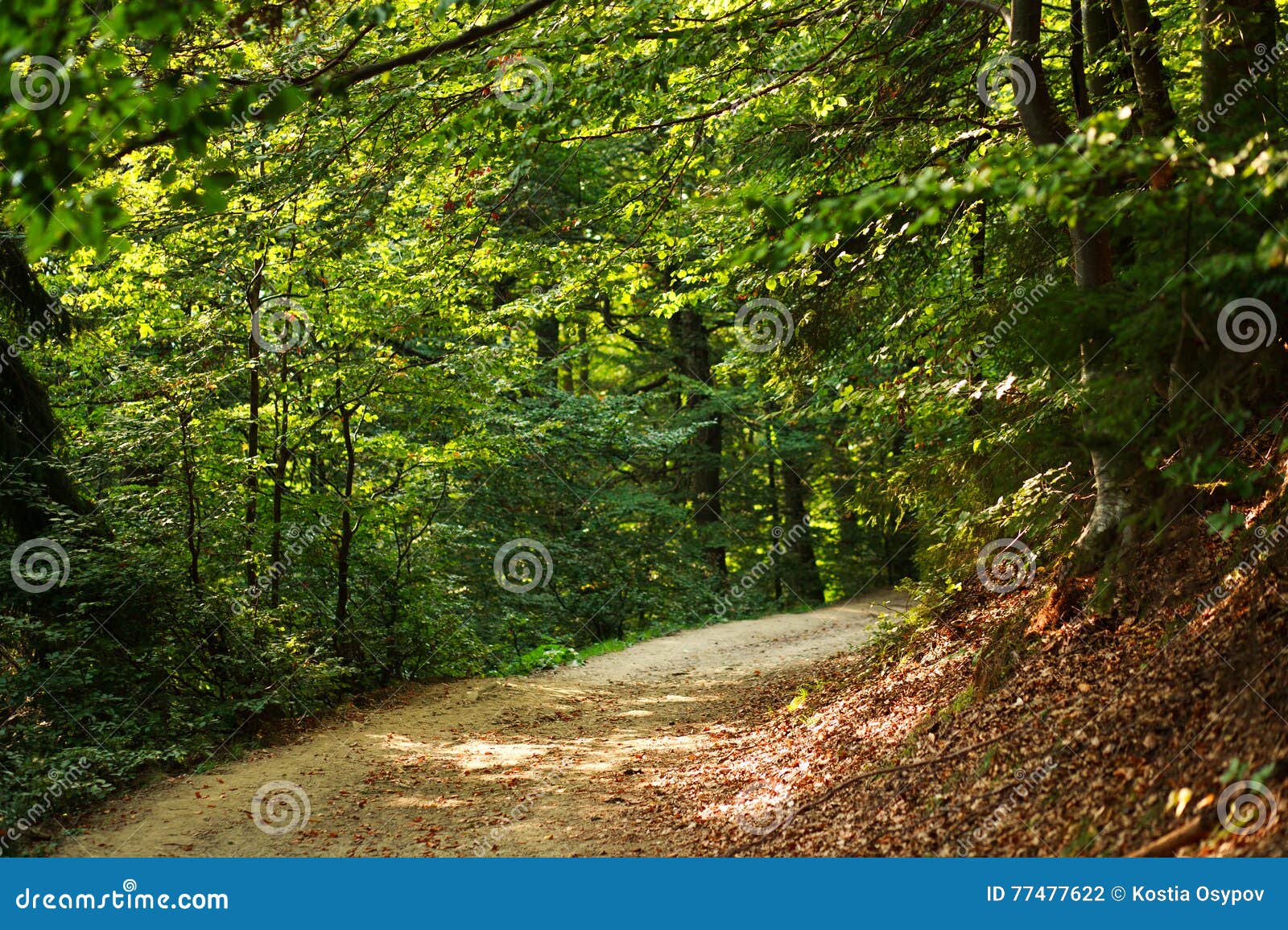 Path in Green Mountain Forest Stock Photo - Image of hiking, beautiful ...