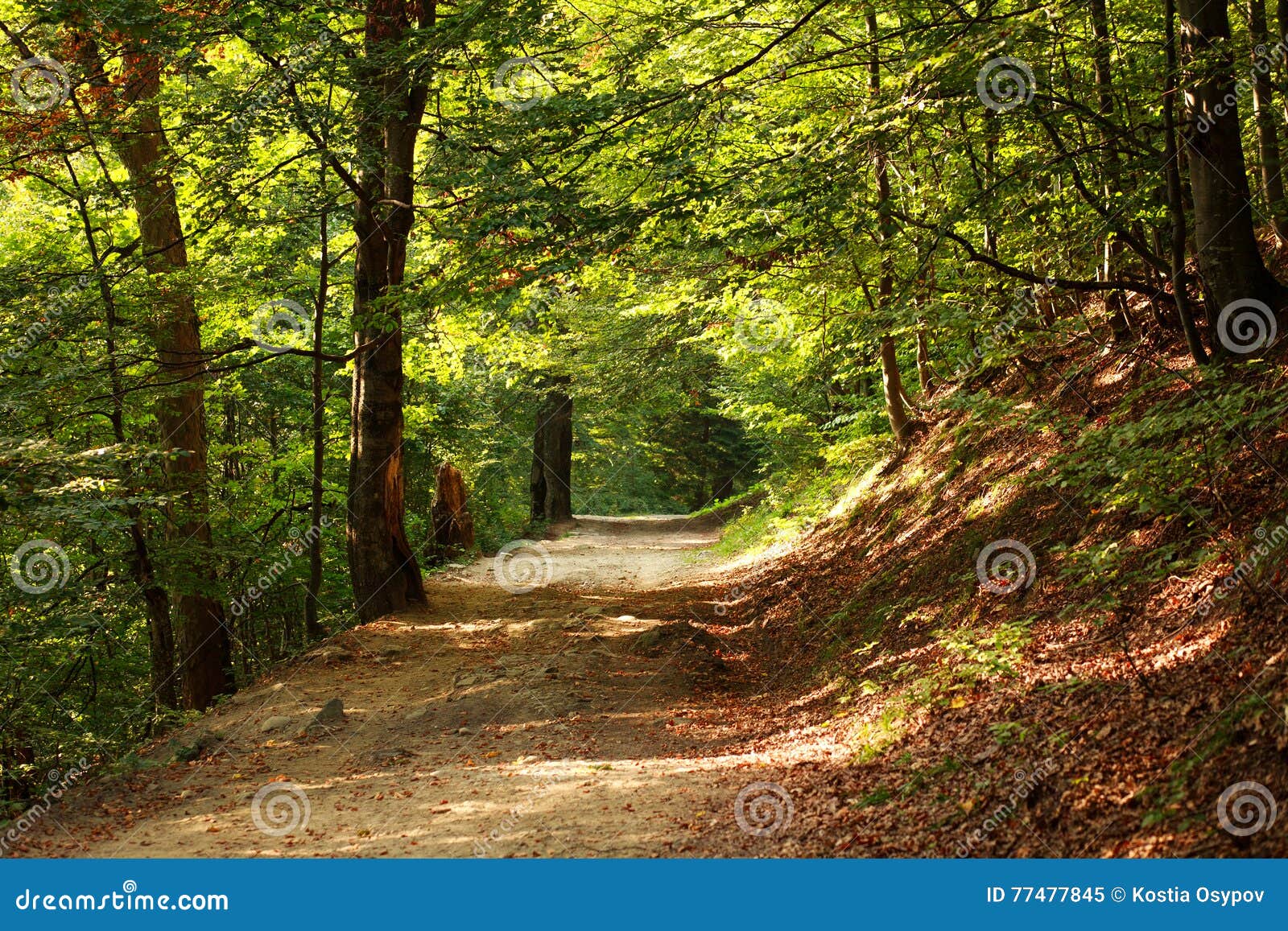 Path in Green Mountain Forest Stock Image - Image of hike, landscape ...