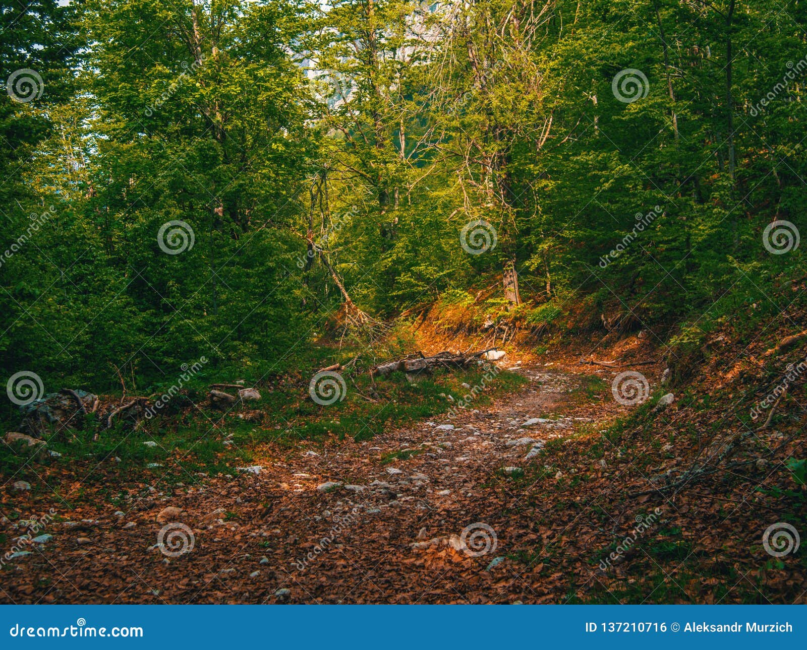 Path in Green Mystical Forest. Beautiful Nature Stock Photo - Image of ...