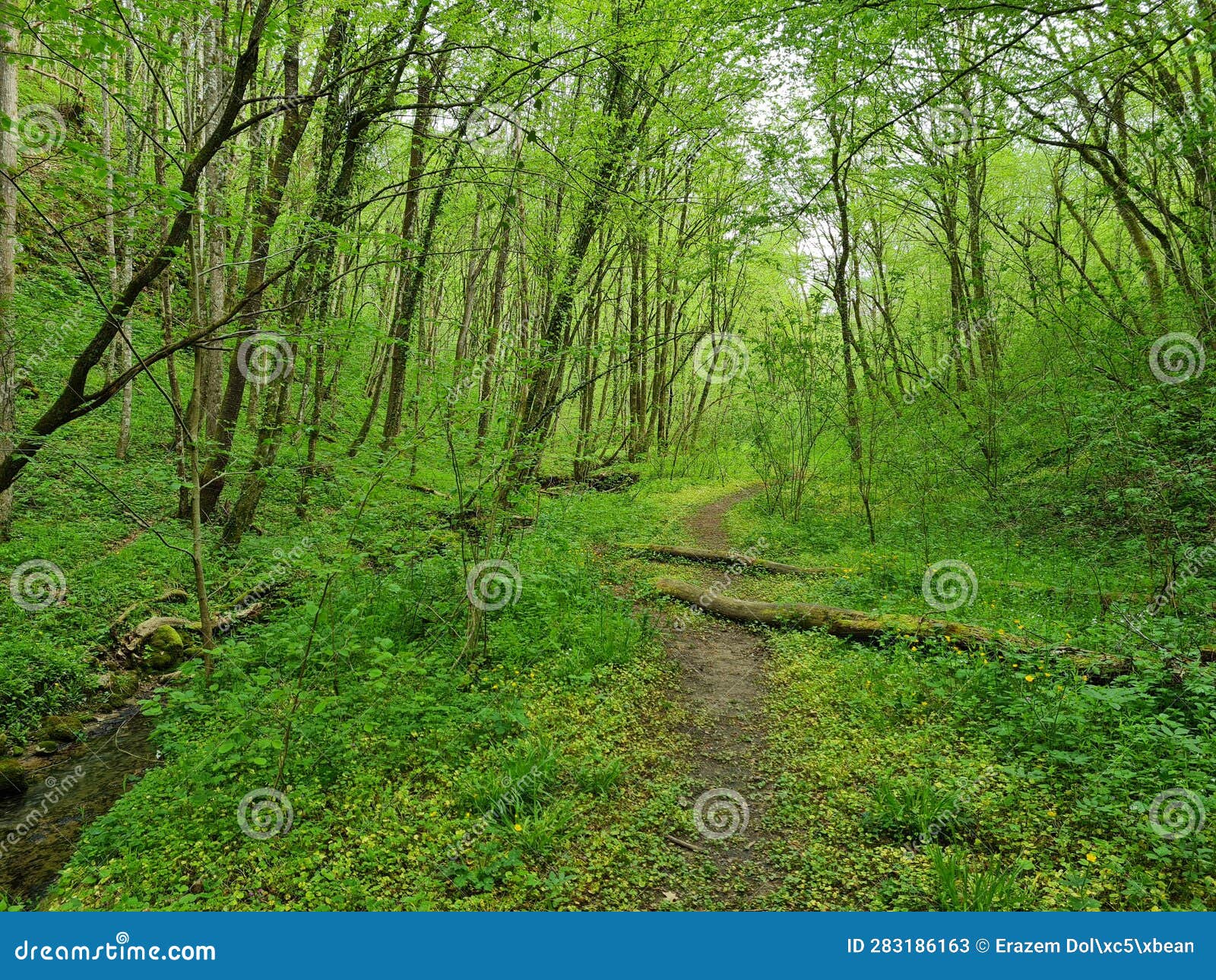 Path through Green Overgrown Forrest Stock Image - Image of trail ...