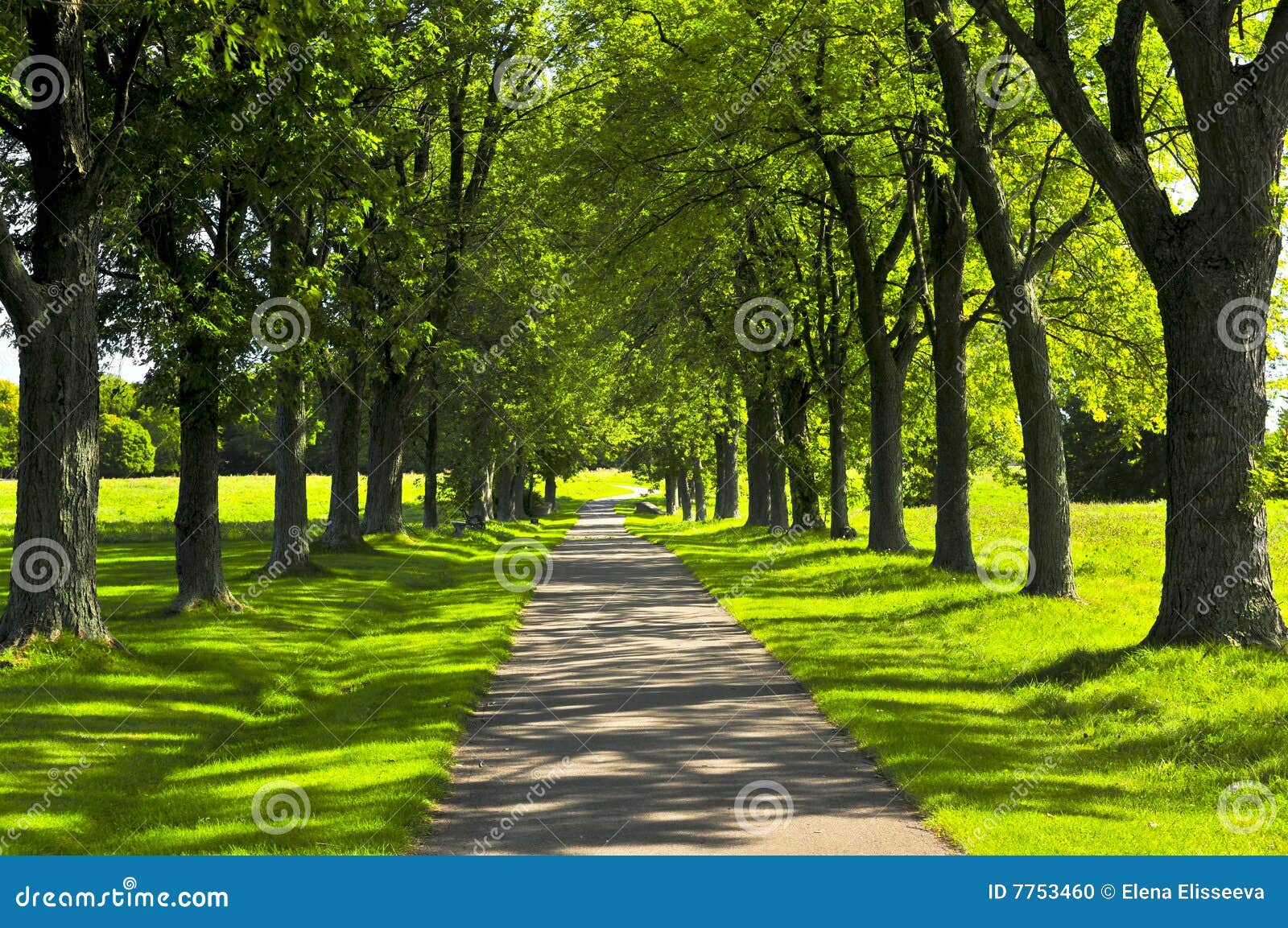Path in green park stock photo. Image of outdoors, lane - 7753460