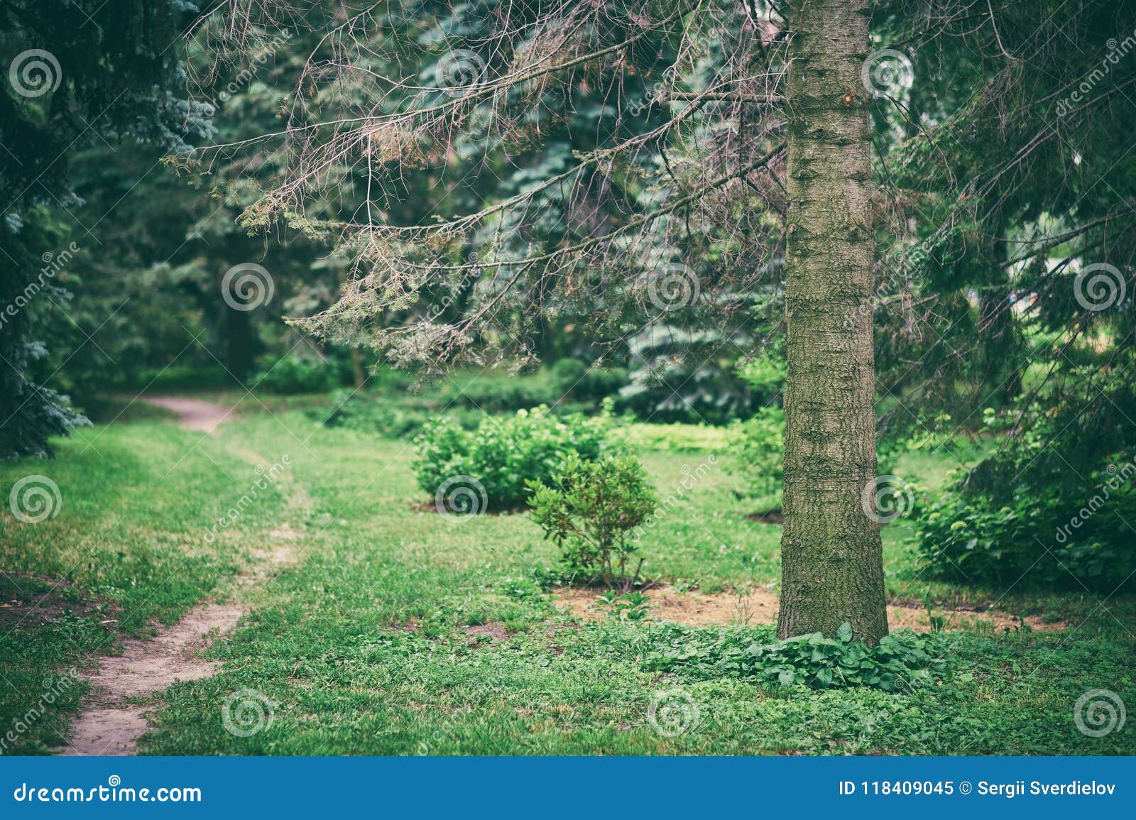 Path through the Green Park, Larch Tree Trunk on a Foreground Stock ...