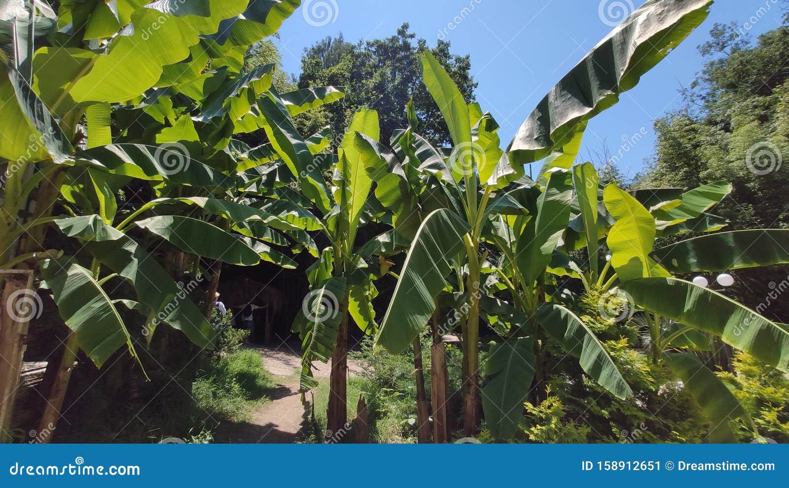Path in a Green Park and Trees Arond Stock Image - Image of arond ...