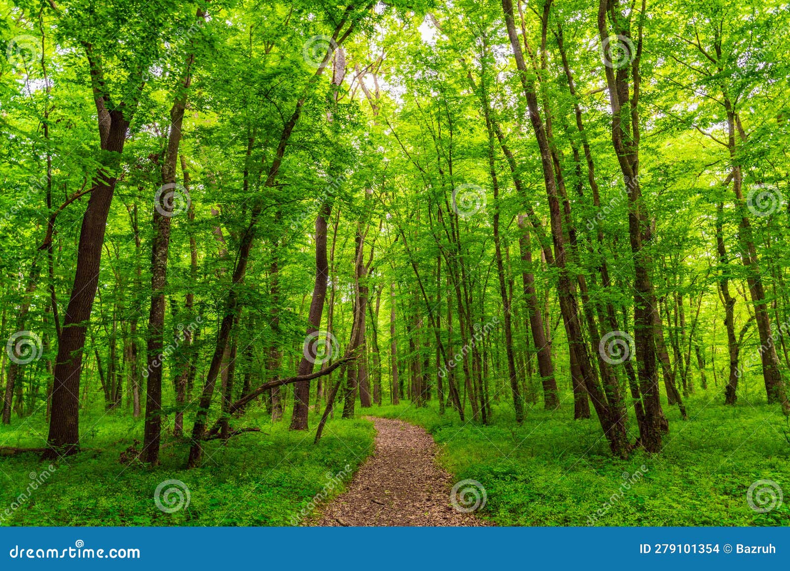 Path in Green Summer Forest, Nature Wallpaper Stock Photo - Image of ...