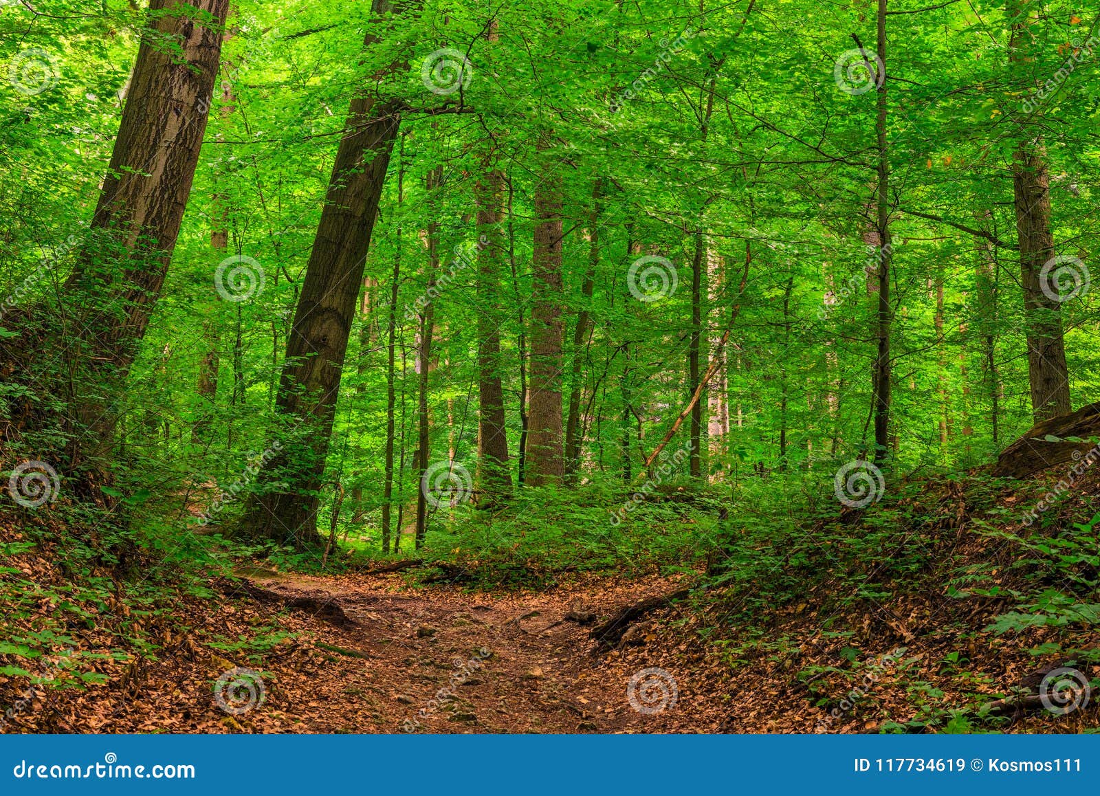 Path in a Green Thick Deciduous Forest Landscape Stock Image - Image of ...