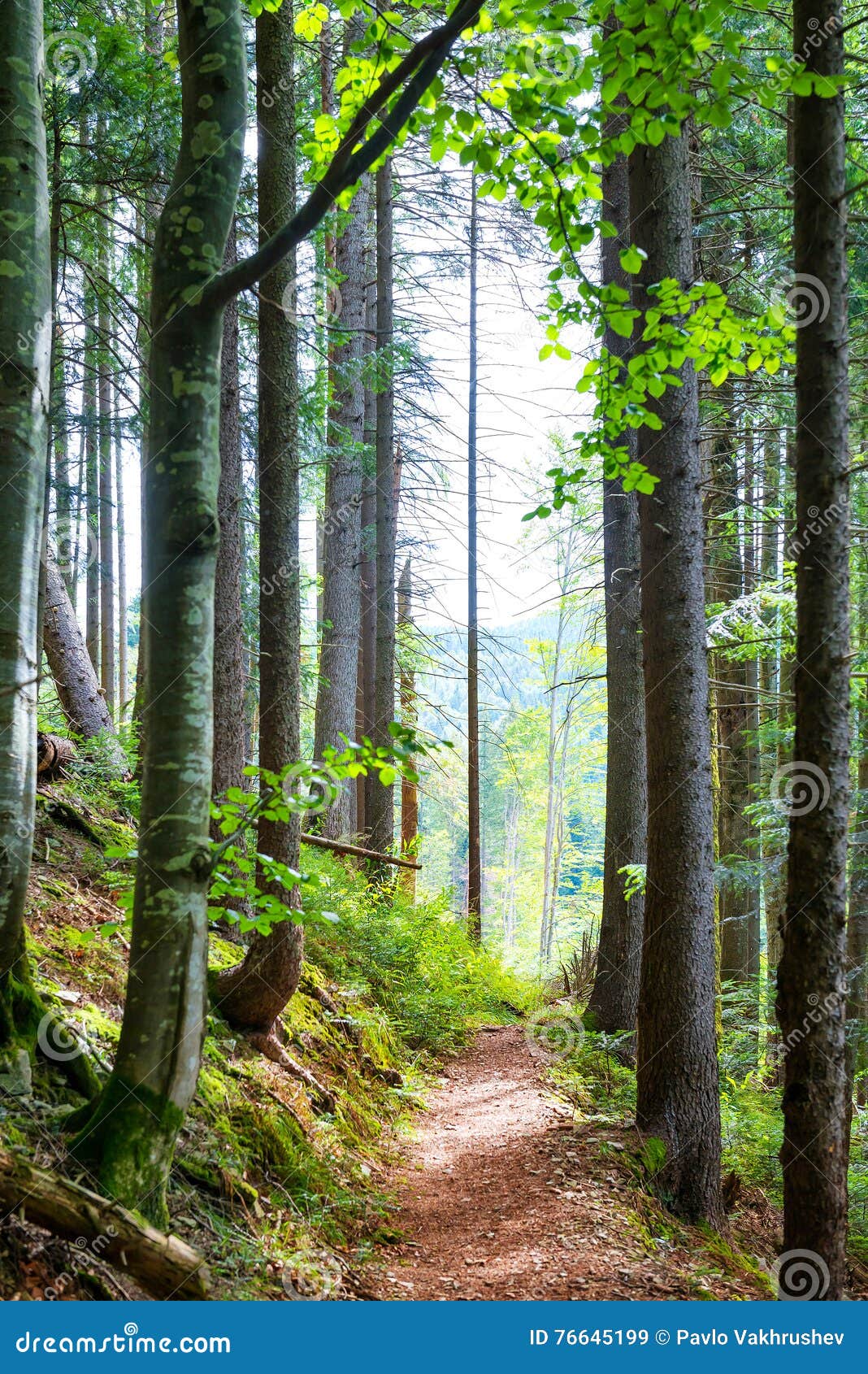 Path through Green Trees in Forest Stock Image - Image of light ...
