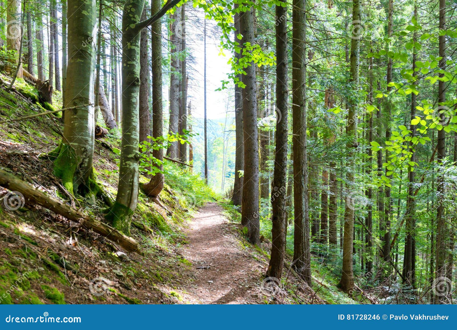 Path through Green Trees in Forest Stock Photo - Image of light, magic ...