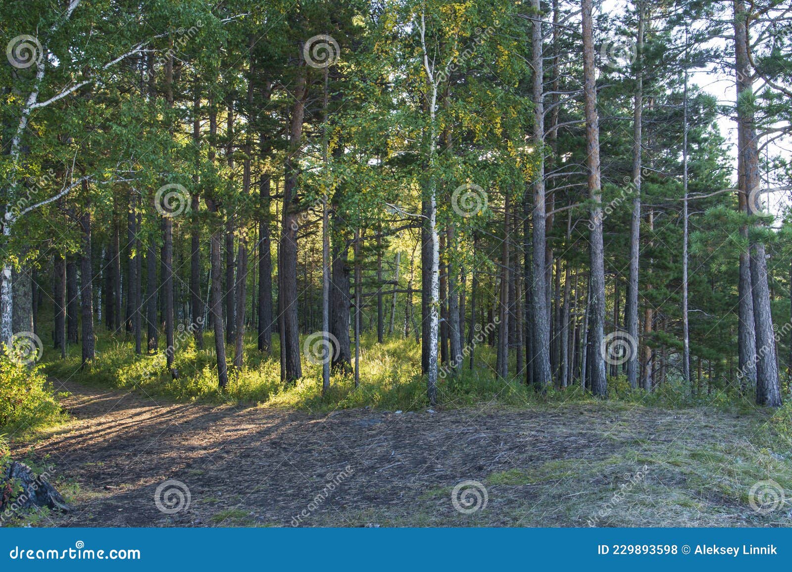 A path through green trees stock photo. Image of layers - 229893598
