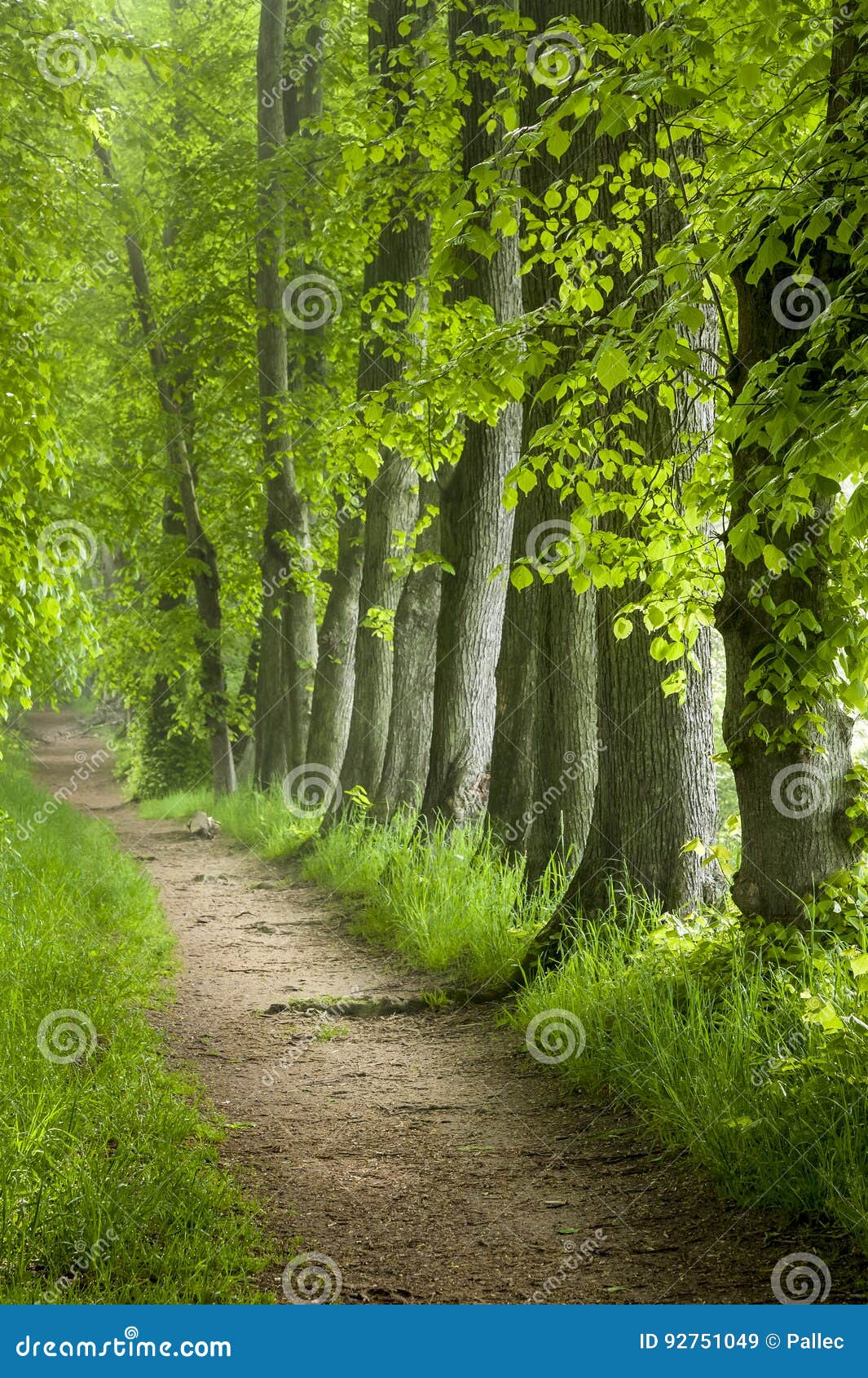 Path of Green Trees with a Walking Path Stock Image - Image of natural ...