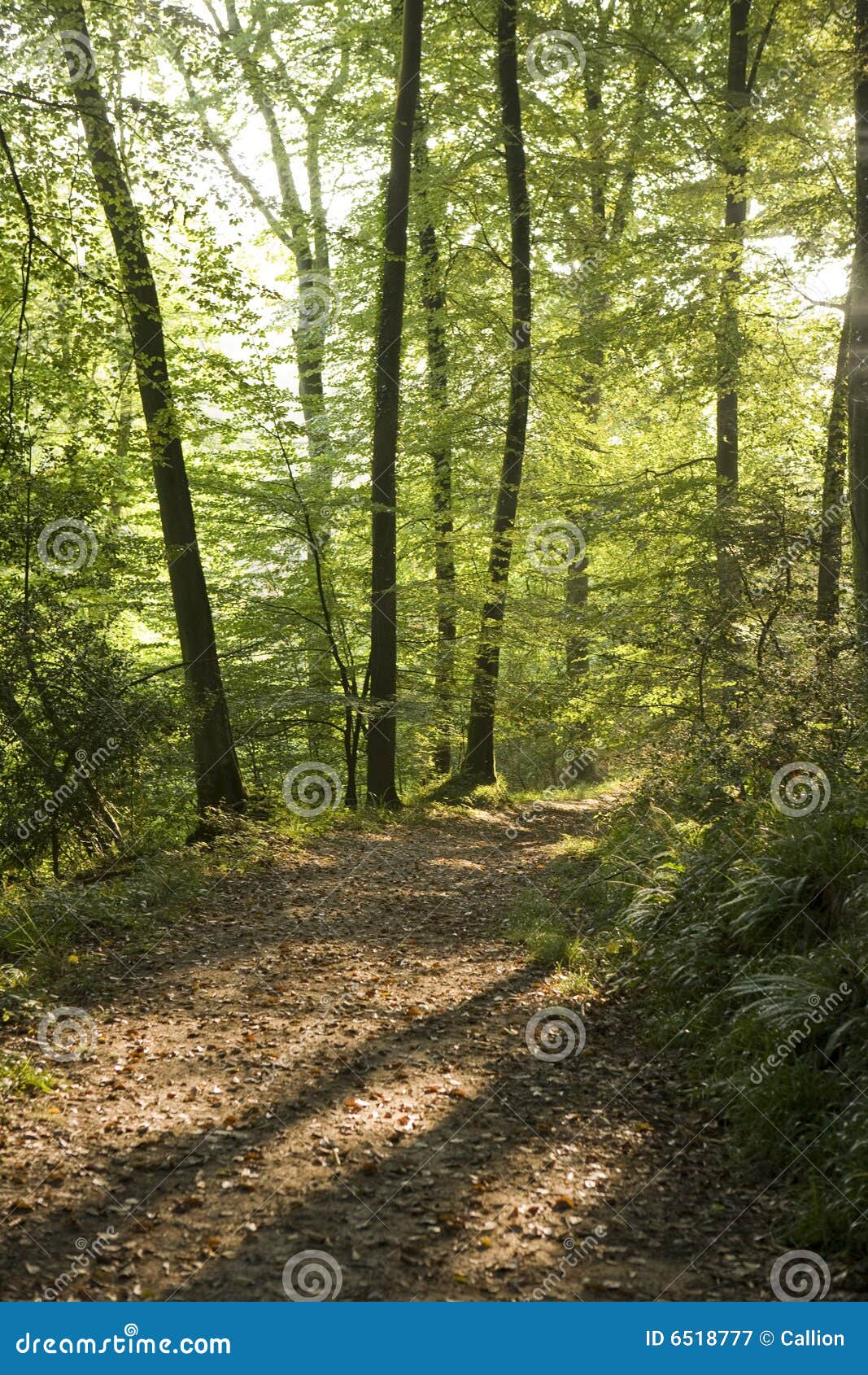 Path through Green Woodland Stock Image - Image of autumn, leaves: 6518777