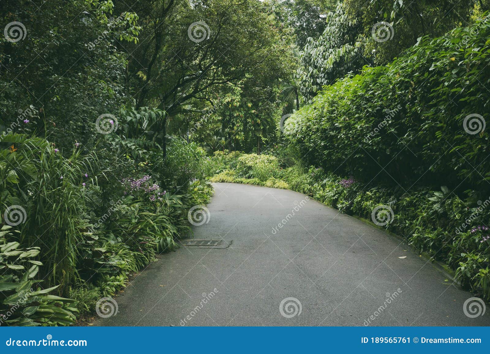 Path with Greenery Around, Singapore Stock Image - Image of evening ...