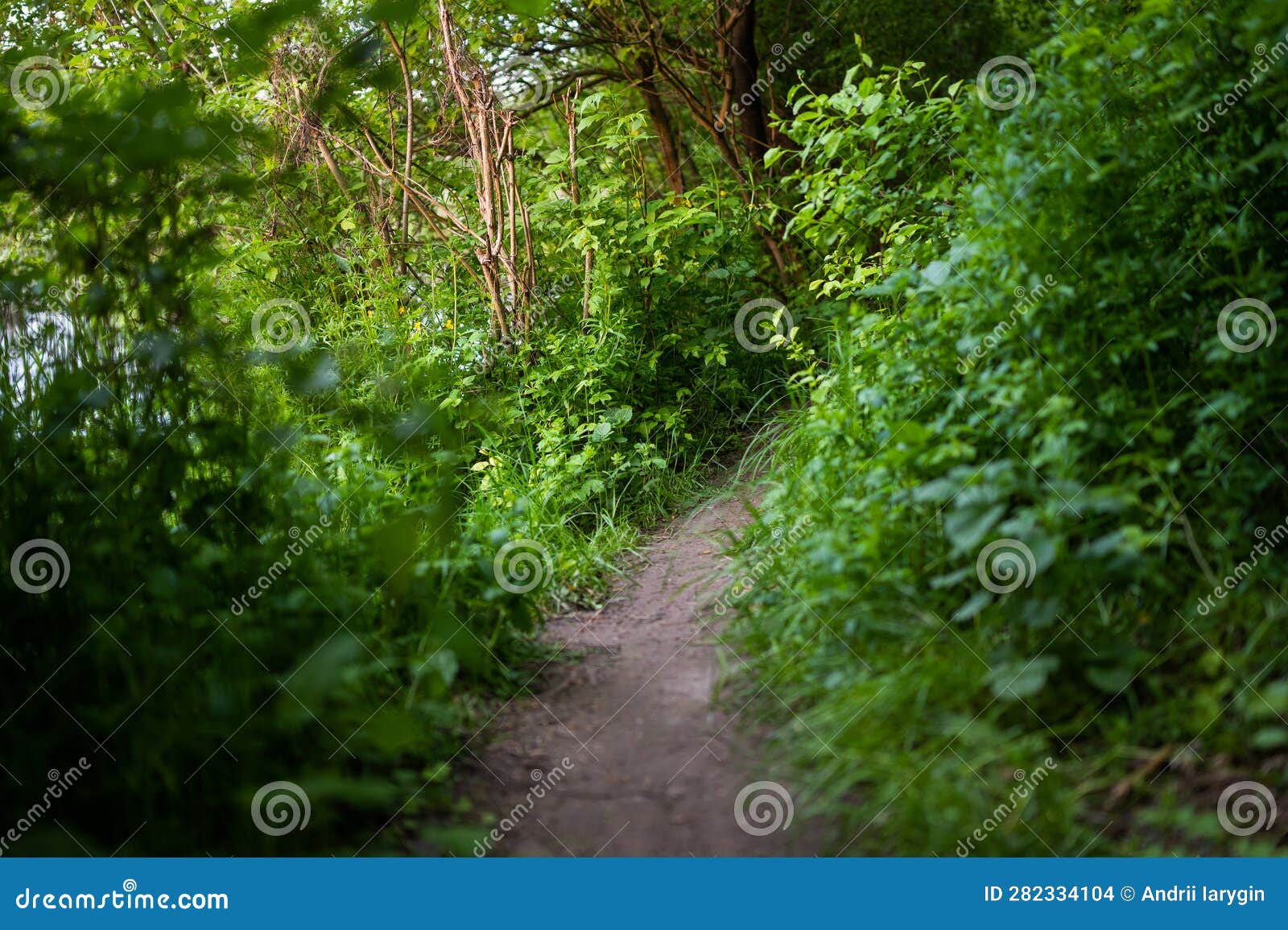 Path greenery stock photo. Image of beautiful, summer - 282334104