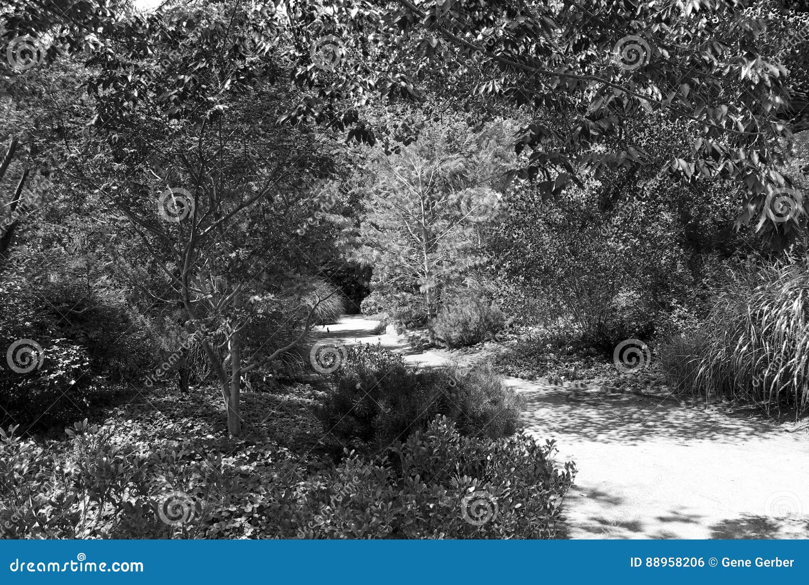 Path through a Grey Scale Forest Stock Photo - Image of pathway, scale ...