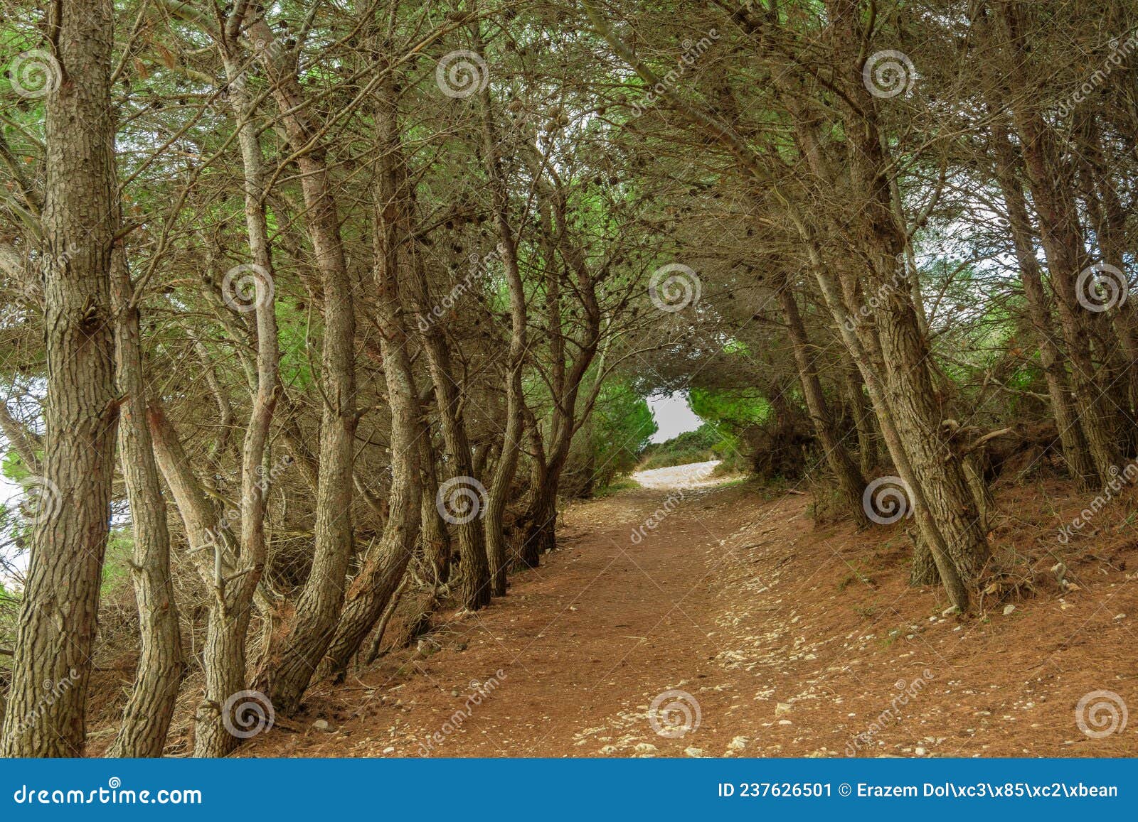 Path through a Grove of Pine Trees Stock Image - Image of still, path ...