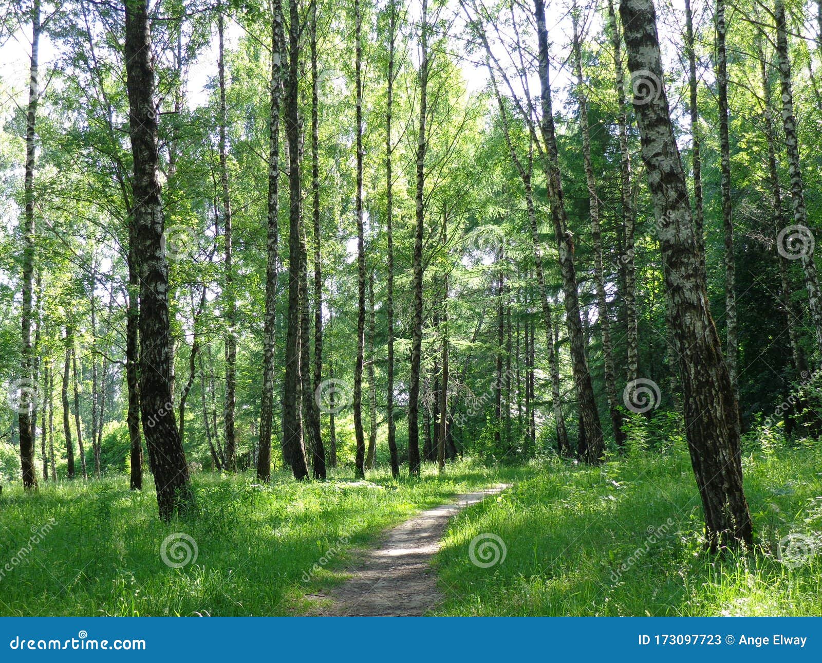 Path in the grow. stock image. Image of flowers, clear - 173097723