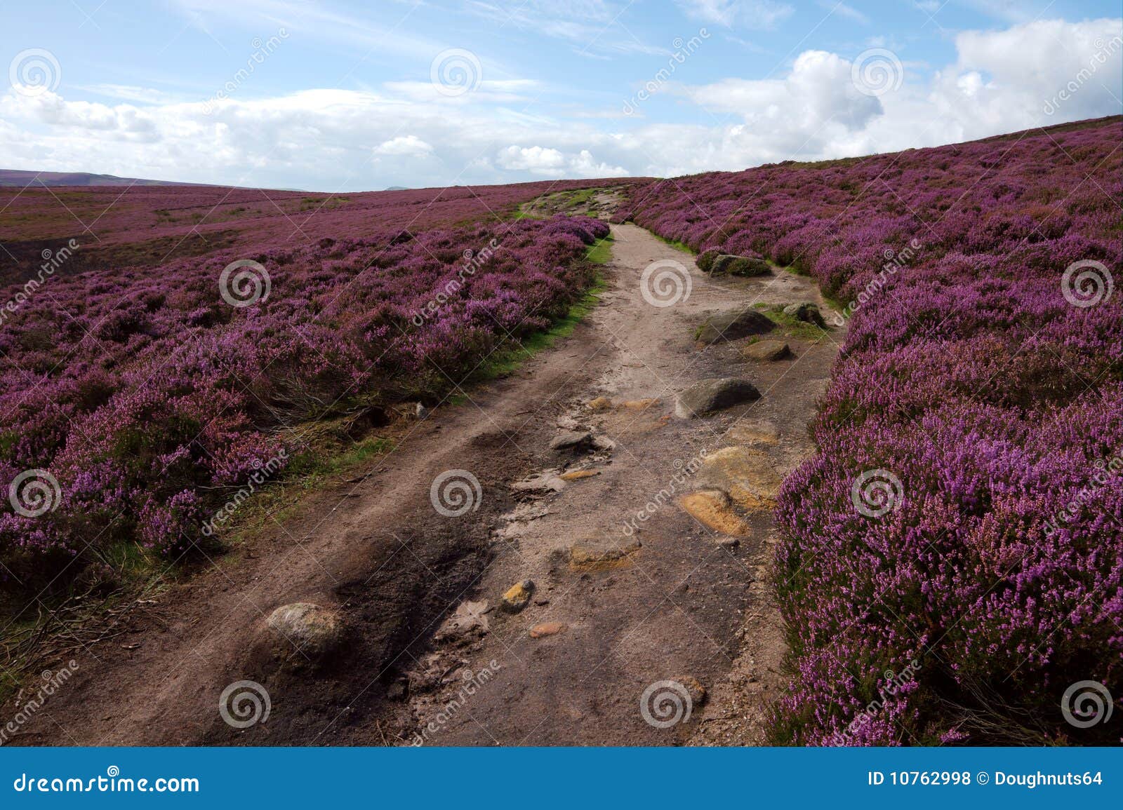 A Path through a Heather Landscape Stock Photo - Image of landscape ...