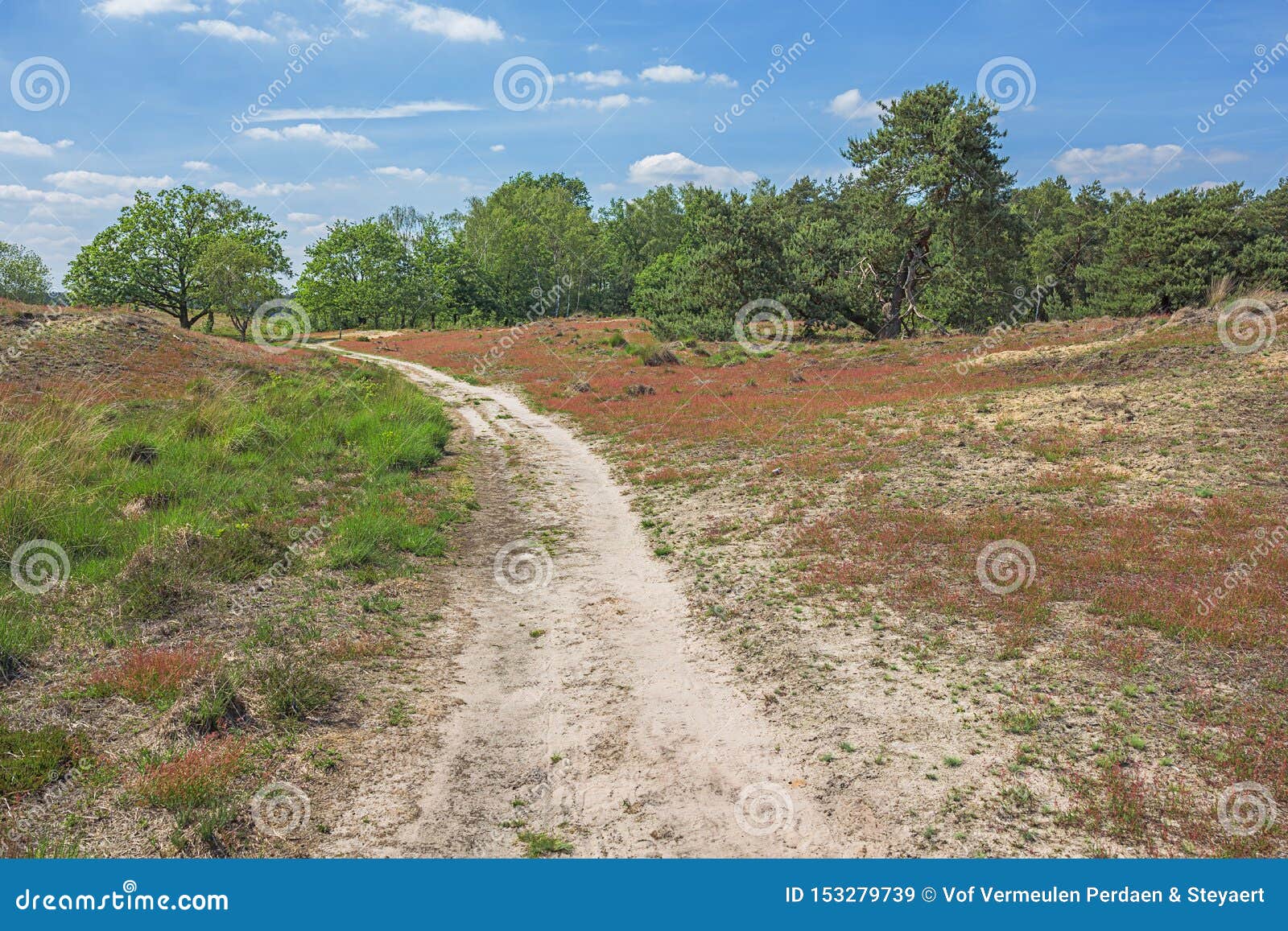 A path through the heather stock image. Image of beauty - 153279739