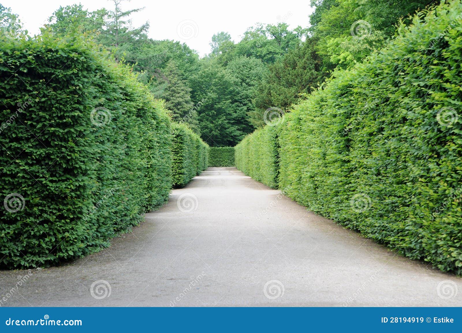 Path between hedges stock image. Image of form, palace - 28194919