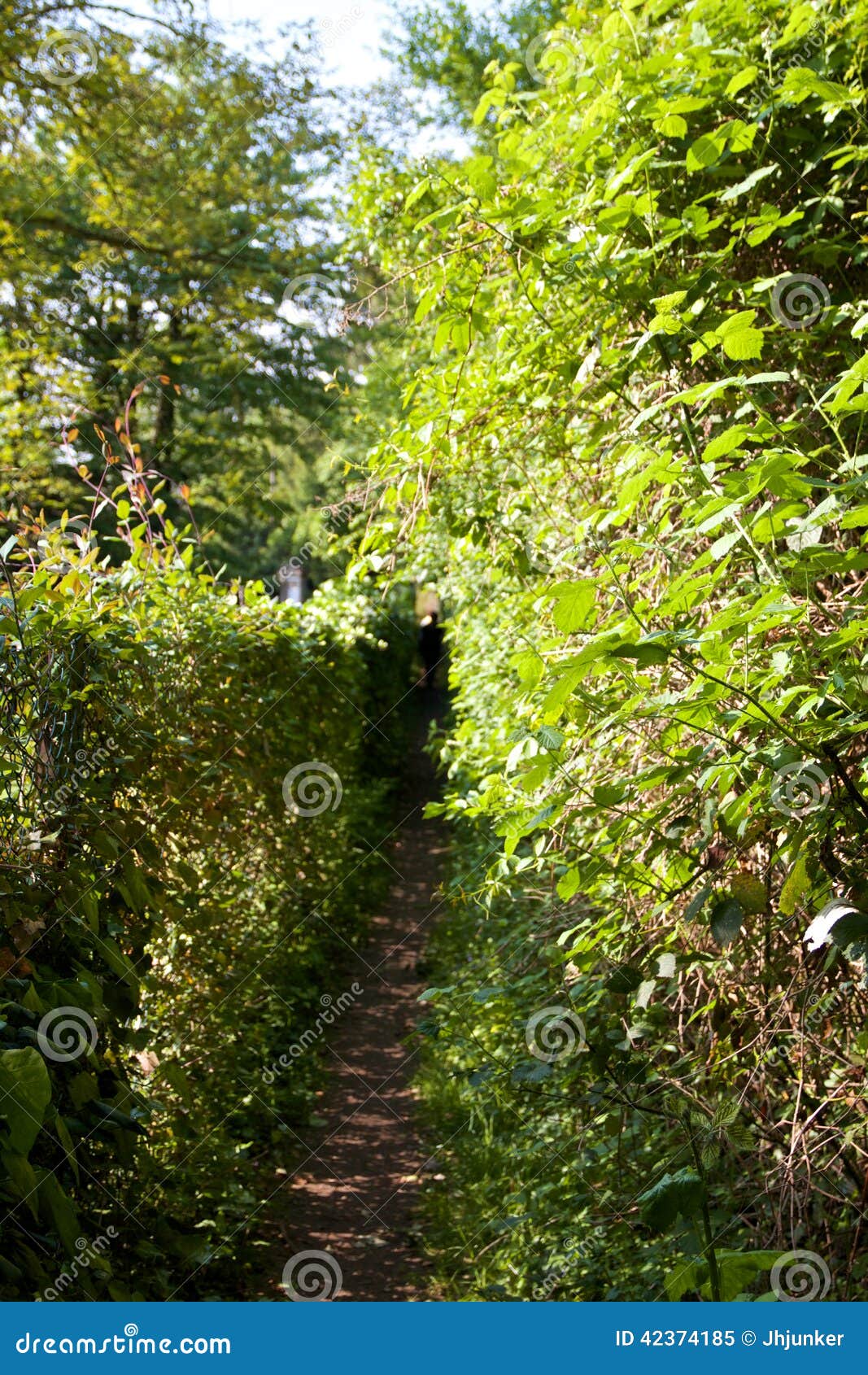 Path between hedges stock image. Image of paths, direction - 42374185