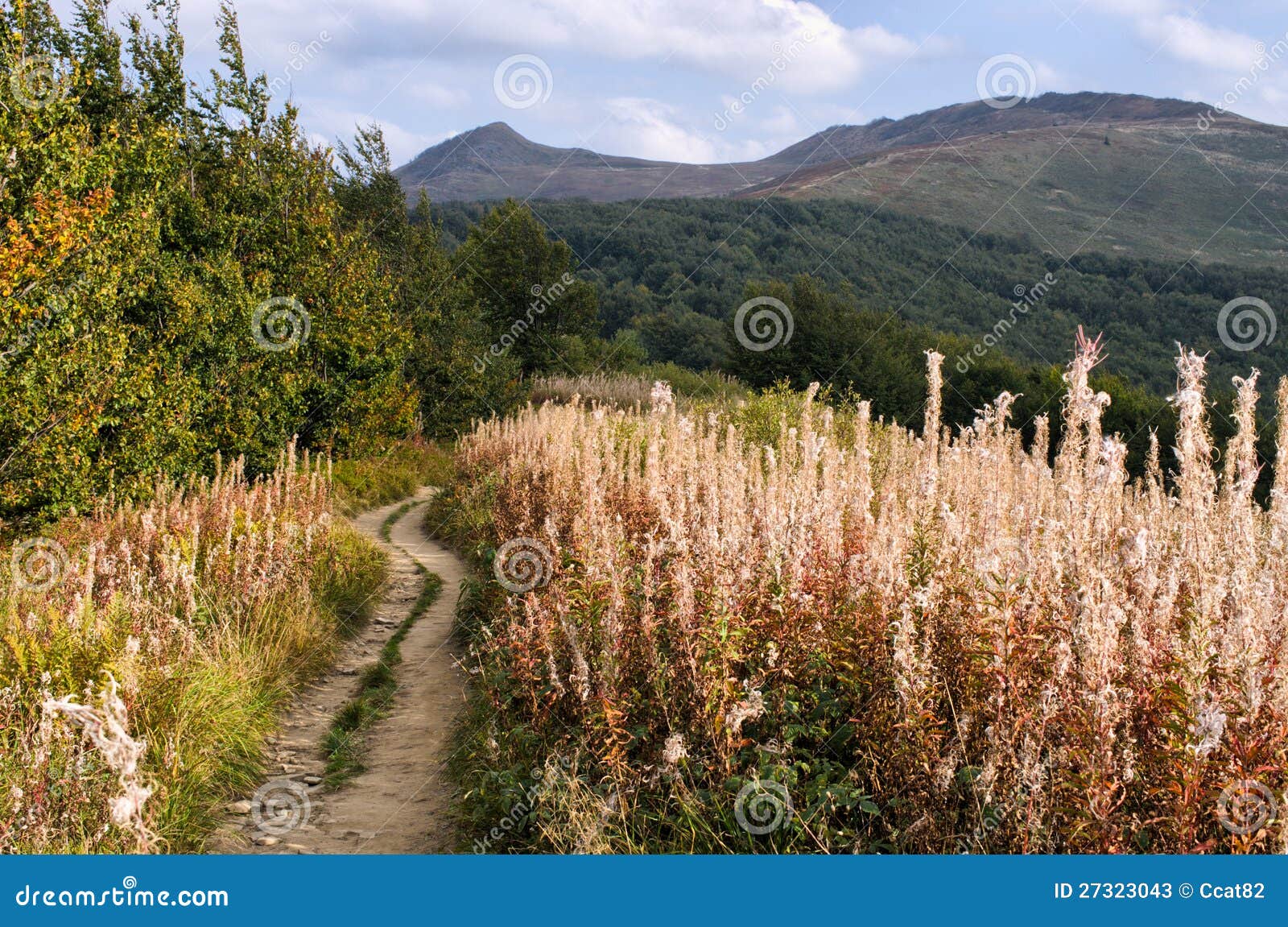 Path through the herbs stock image. Image of panorama - 27323043