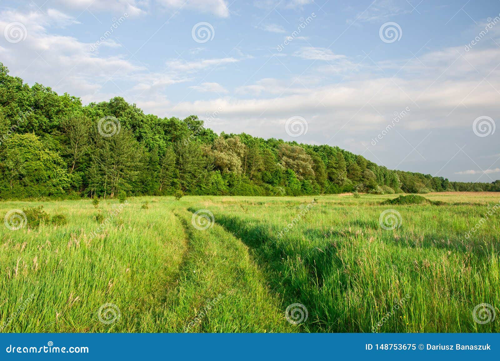 Path through High Green Grass, Forest on the Horizon and Clouds Stock ...