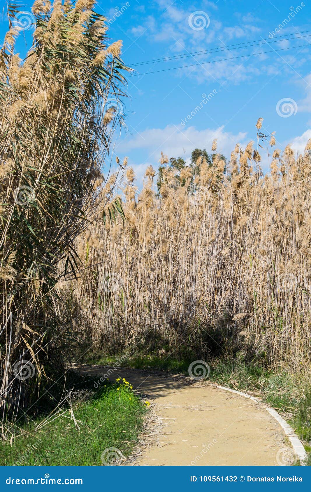 Path between high reeds stock photo. Image of wind, environment - 109561432