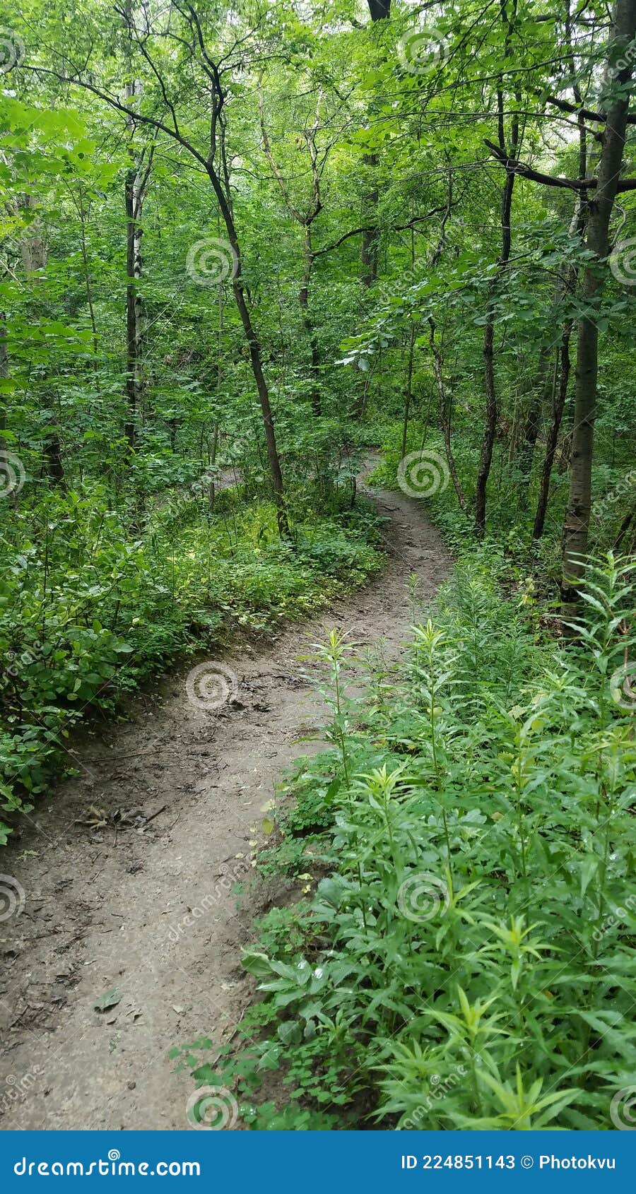 Path on a Hill in the Forest Stock Image - Image of rainy, pathway ...