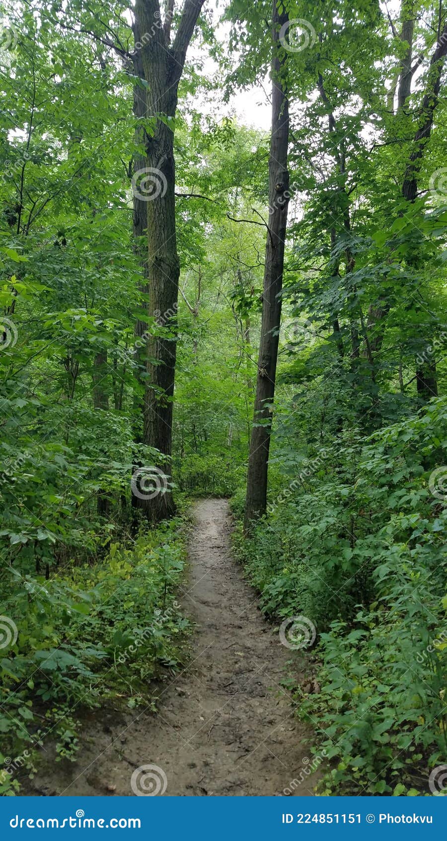 Path on a Hill in the Forest Stock Image - Image of background, tourism ...