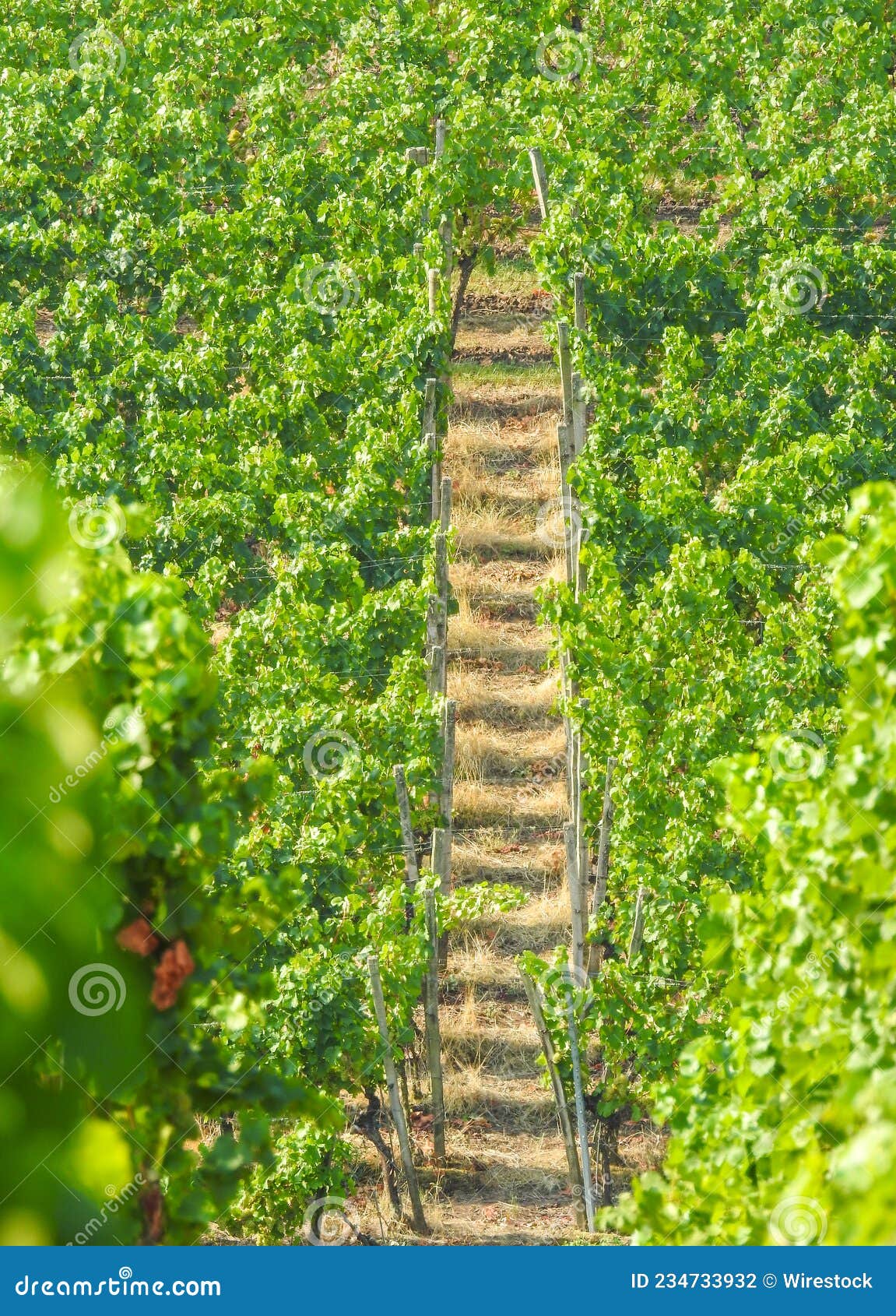 Path between Horizontal Grape Vine Rows Stock Photo - Image of interrow ...