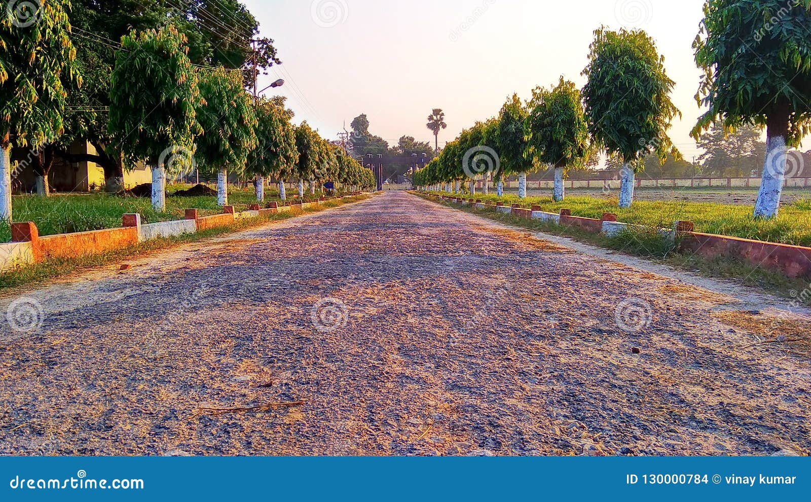 Path stock photo. Image of indian, nature, pusa, trees - 130000784