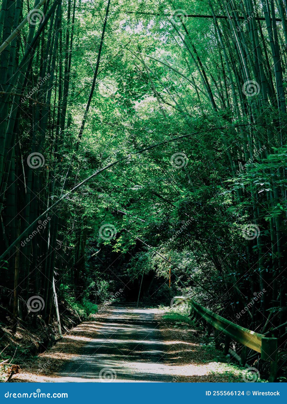 Path Inn the Forest with Greenery Around Stock Photo - Image of plant ...