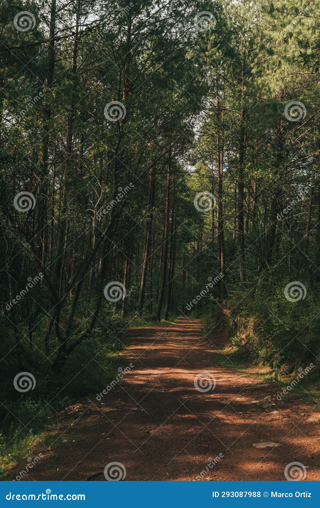 Path Inside the Forest of Very Tall Pine Trees, Surrounded by Green and ...