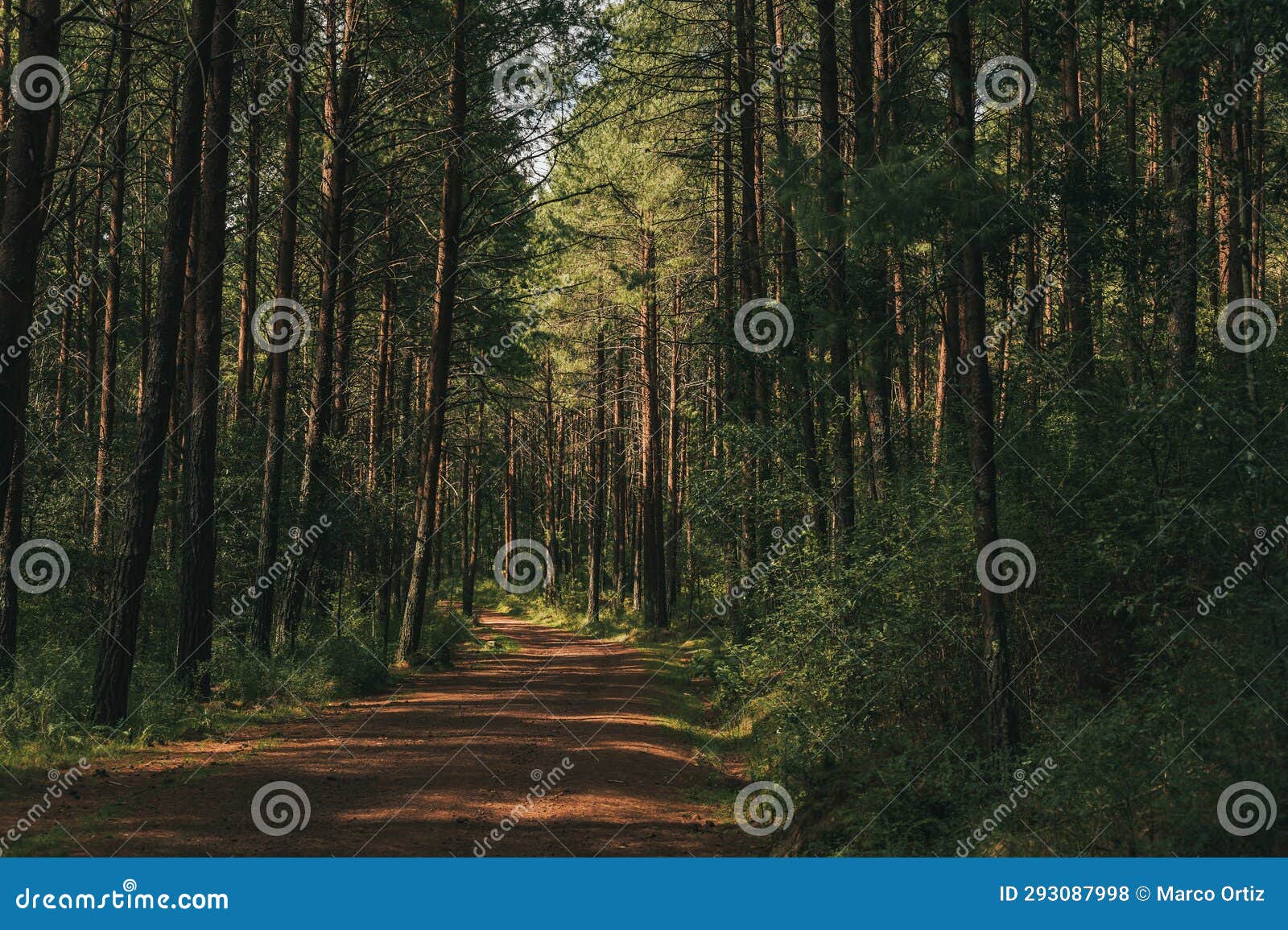 Path Inside the Forest of Very Tall Pine Trees, Surrounded by Green and ...