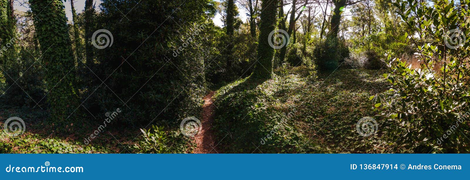 Path Inside the Forest of Villa Gesell Stock Photo - Image of grove ...